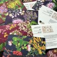 Drawing Philippine Native Trees for forest protection | Cynthia, inside.